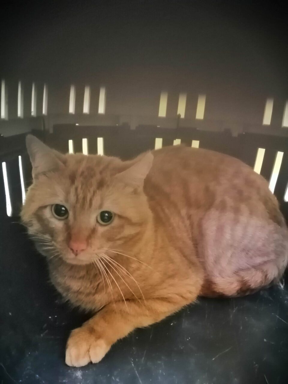 Sauvetage d'un chat à Dun sur Auron - Urgence Maltraitance Animale UMA
